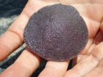 3 Sand dollar Synonyms. Similar words for Sand dollar.