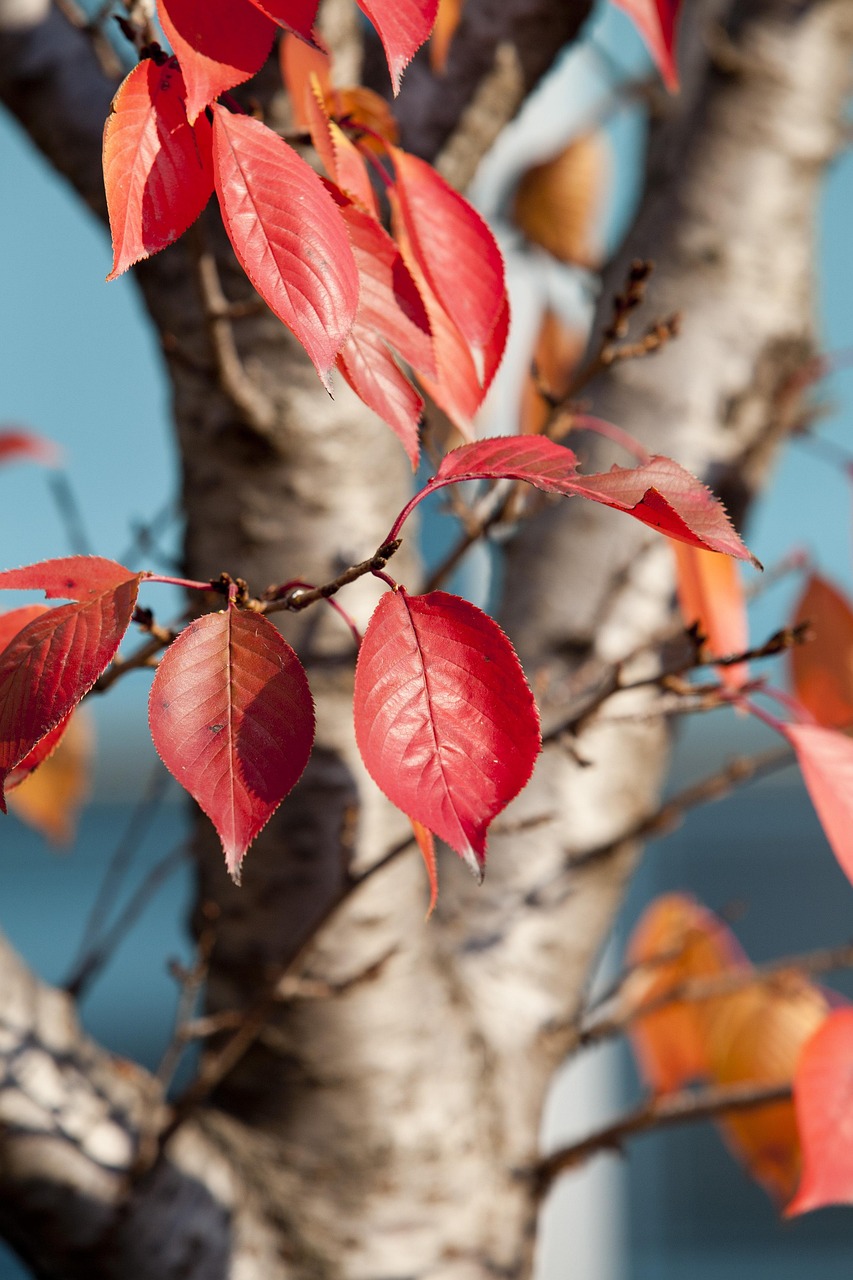 Autumn Leaves Red - Free photo on Pixabay - Pixabay