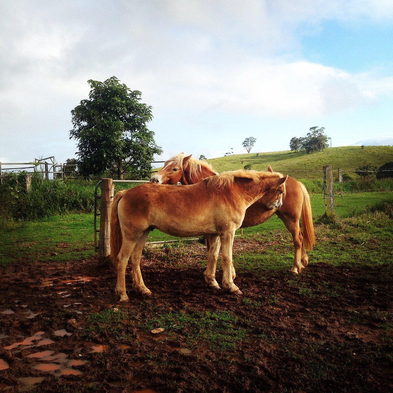 Cavalos Pomar Pasto - Foto gratuita no Pixabay - Pixabay