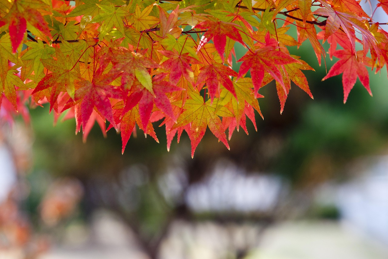 Autumn Leaves - Free photo on Pixabay - Pixabay