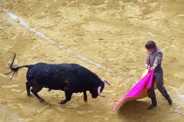 20+ Free Bandeirinha Corrida & Corrida Images - Pixabay