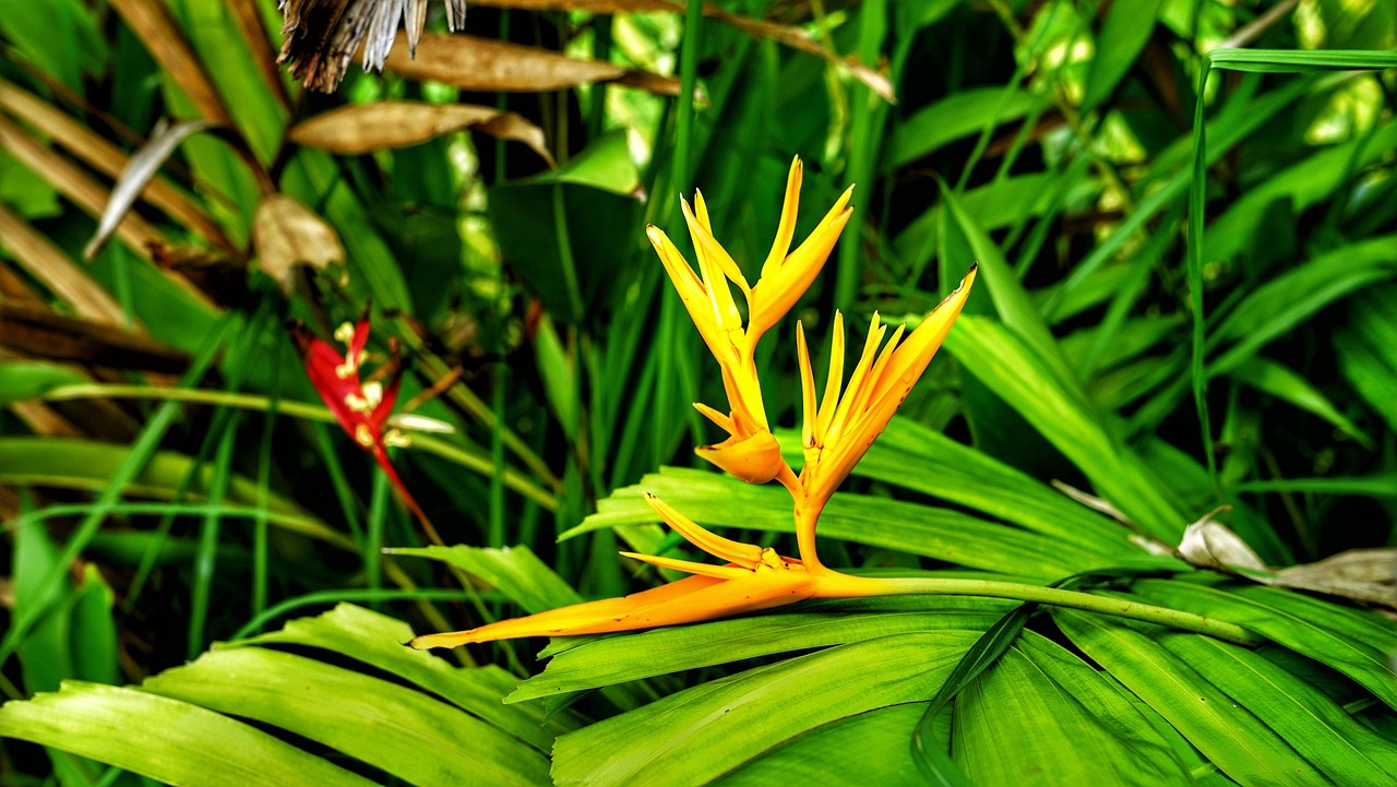 Bird Of Paradise Flower Tropical - Free photo on Pixabay