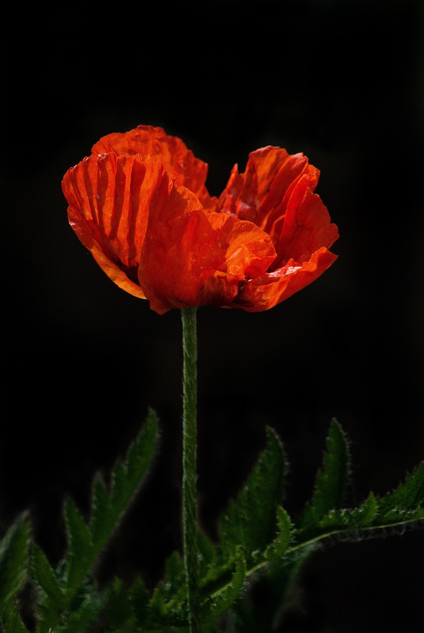 Poppy Remembrance Red - Free photo on Pixabay