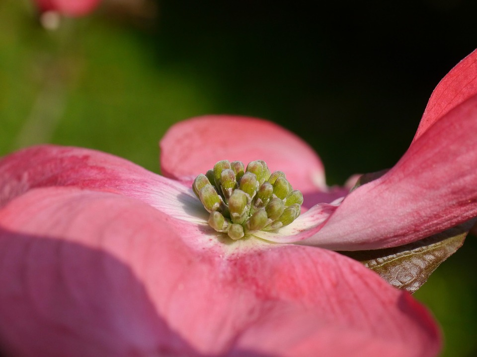 Dogwood Roz Floare A - Fotografie gratuită pe Pixabay - Pixabay