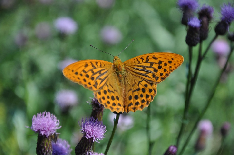 Butterfly Host Plant Wild - Free photo on Pixabay - Pixabay