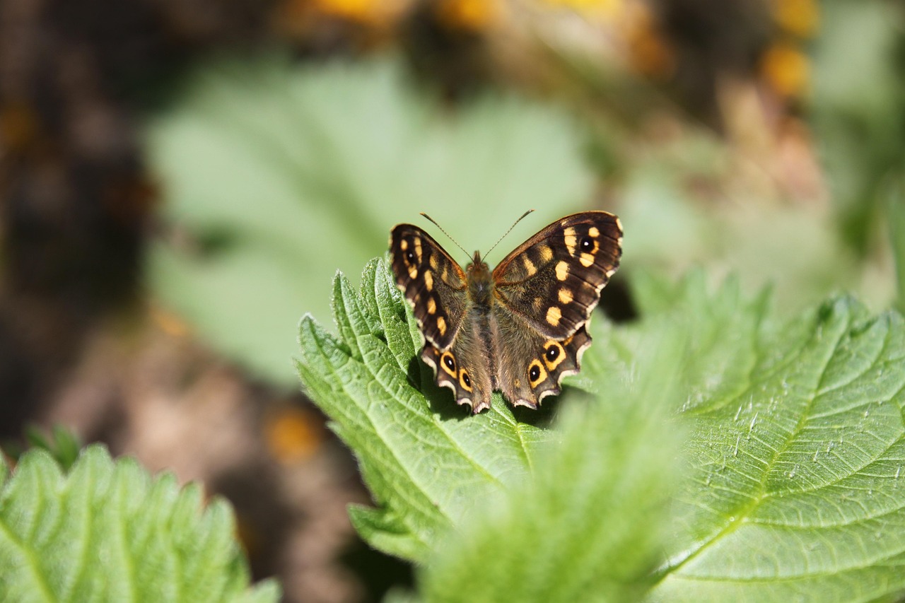 Insekt Schmetterling Makro - Kostenloses Foto auf Pixabay - Pixabay