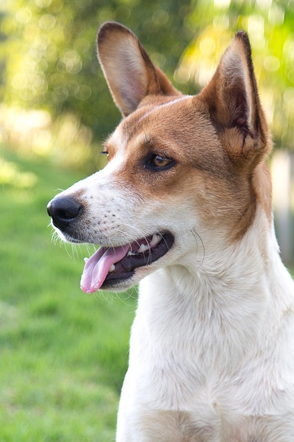 Perro Pet Animal - Foto gratis en Pixabay - Pixabay