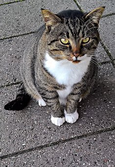 8+ Free Mongrel Cat & Cat Images - Pixabay