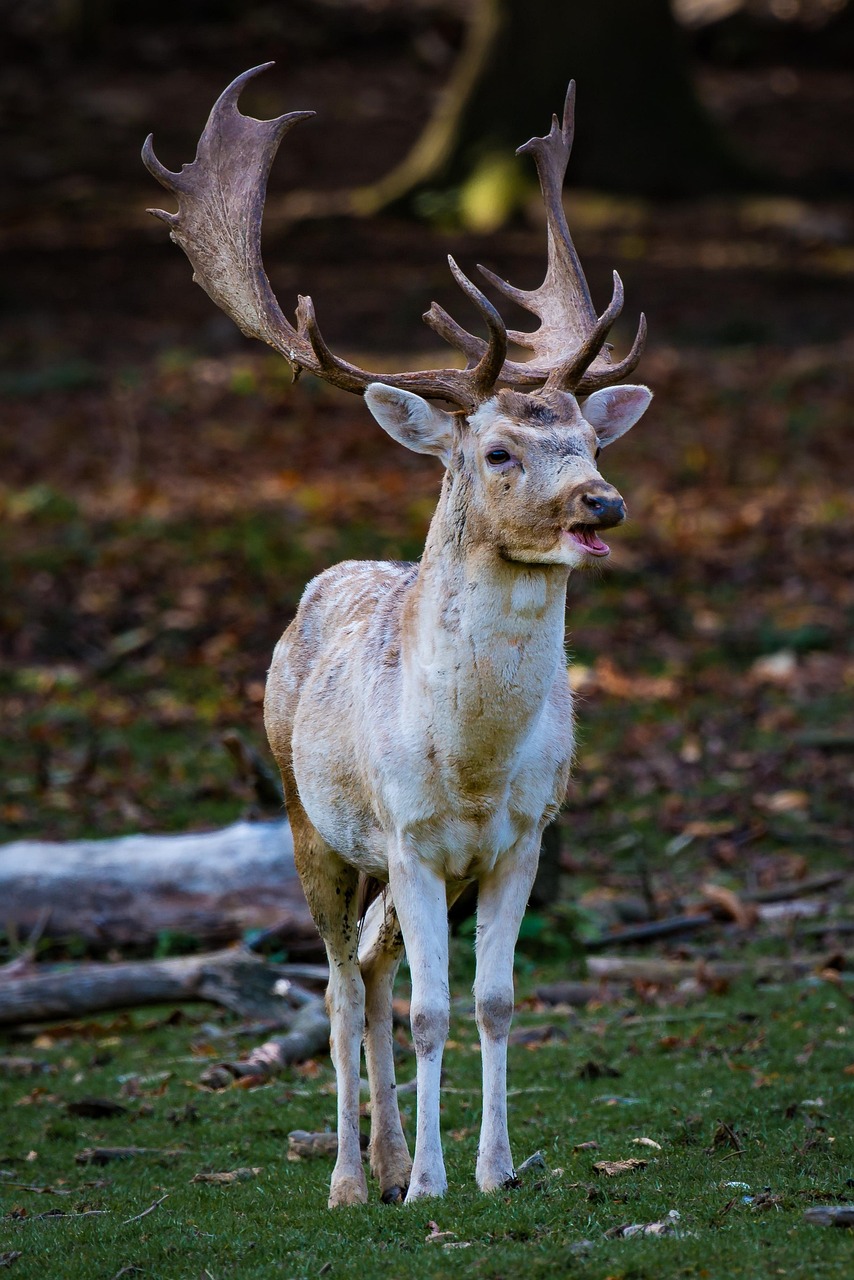 Plus de 1 000 images de Daim et de Cerf - Pixabay