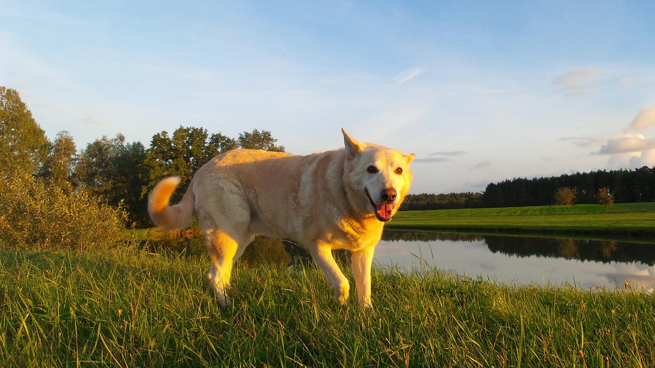 Cachorro Híbrido Branco - Foto gratuita no Pixabay - Pixabay