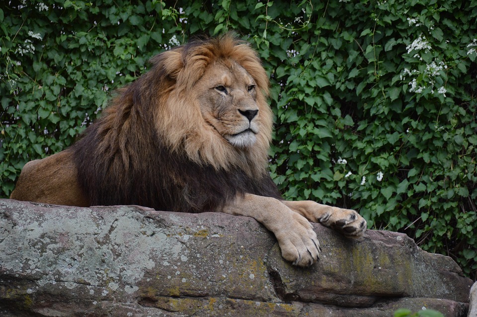 Lion Lie Predator Big - Free photo on Pixabay - Pixabay