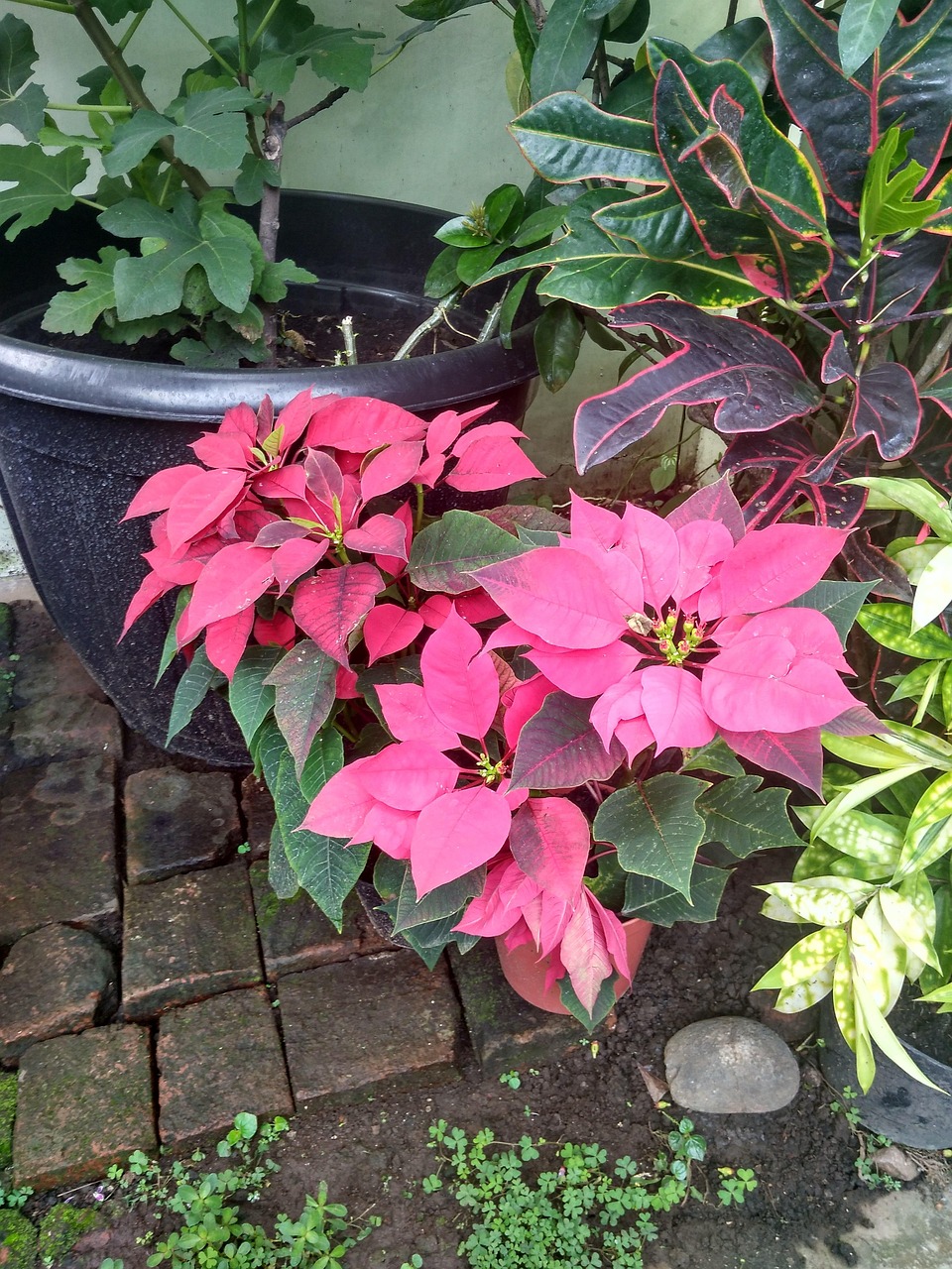 Kastuba Poinsettia - Free photo on Pixabay