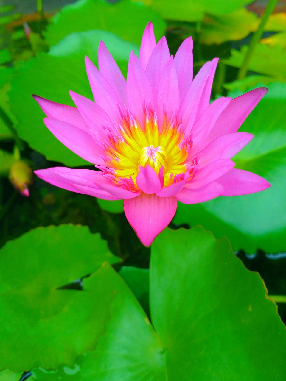 Lilies Flower - Free photo on Pixabay