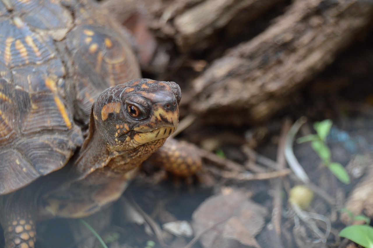 Tortuga Bosque Natural - Foto gratis en Pixabay - Pixabay