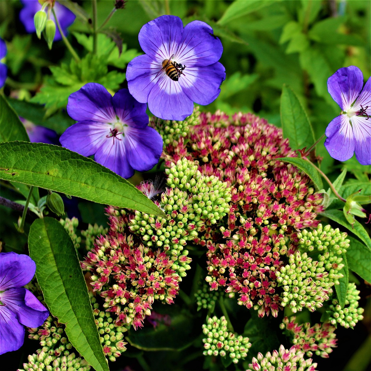Flowers Autumn Garden Love - Free photo on Pixabay - Pixabay