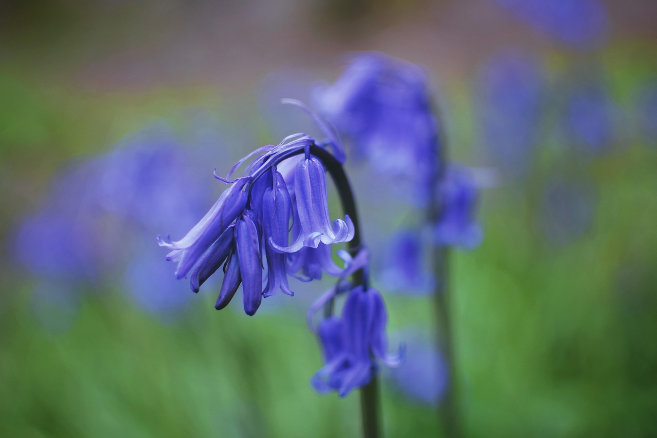 Bluebells Flowers - Free photo on Pixabay