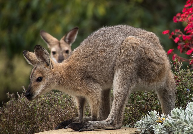 Wallaby Rednecked - Free photo on Pixabay - Pixabay