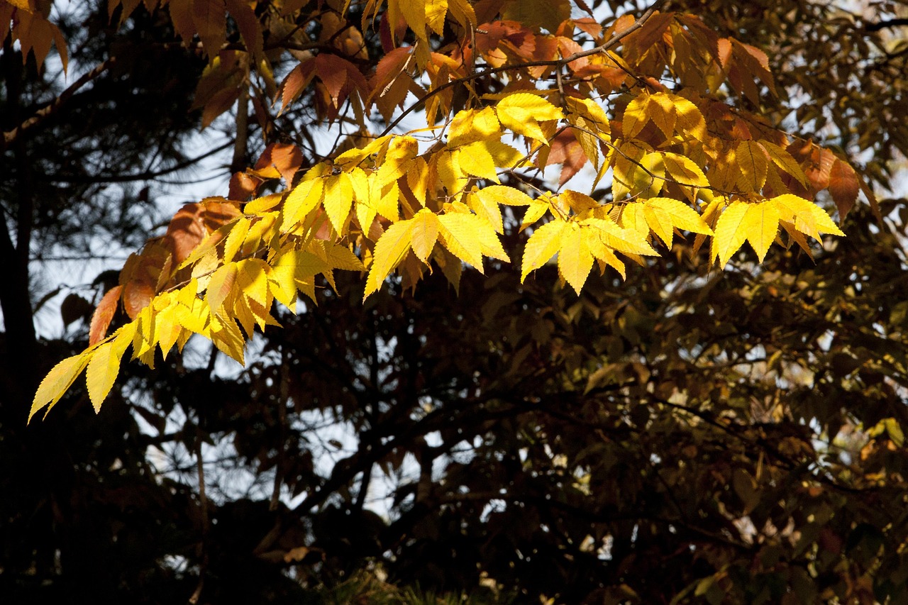 Autumn Leaves Maple Tree - Free photo on Pixabay - Pixabay
