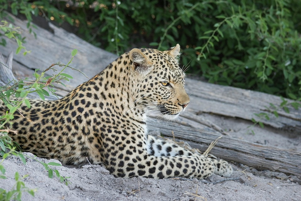 Leopard Africa Botswana - Free photo on Pixabay