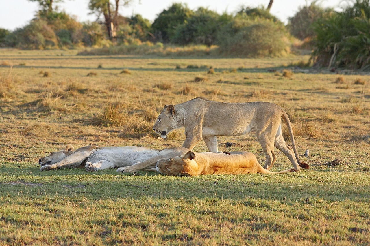 León Safari África - Foto gratis en Pixabay