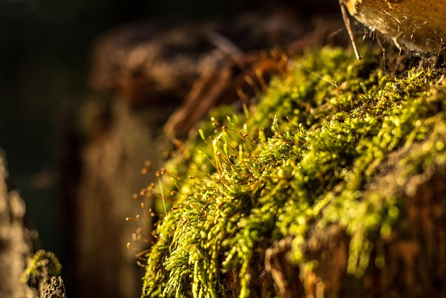 Kayu Jaring Laba-Laba Alam Musim - Foto gratis di Pixabay - Pixabay