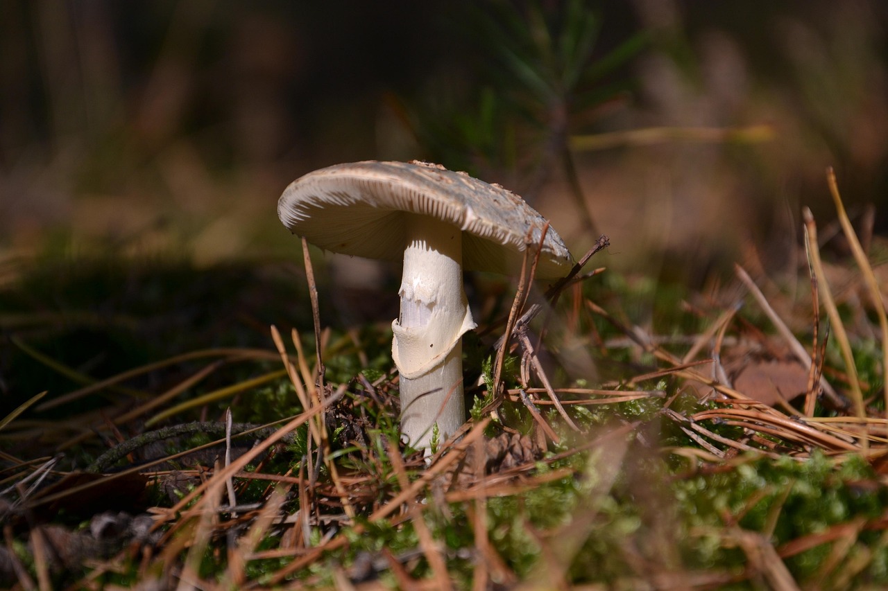 Champignon Forêt Nature - Photo gratuite sur Pixabay - Pixabay