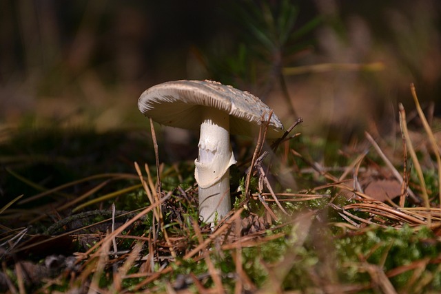Champignon Forêt Nature - Photo gratuite sur Pixabay - Pixabay