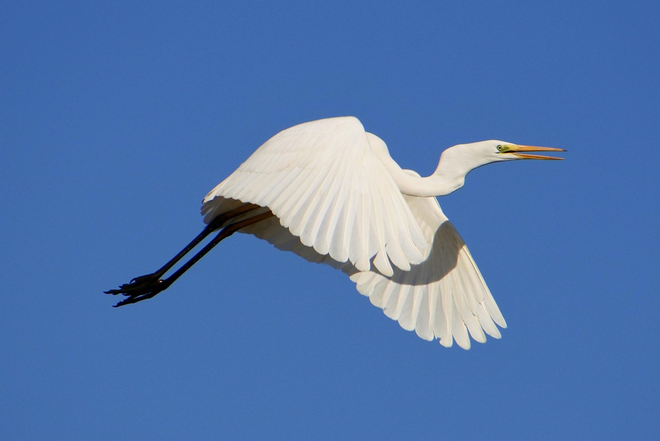 Animal Cielo Pájaro Ave - Foto gratis en Pixabay - Pixabay