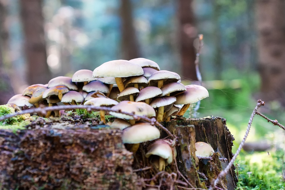 Forest Fall Mushrooms - Free photo on Pixabay - Pixabay