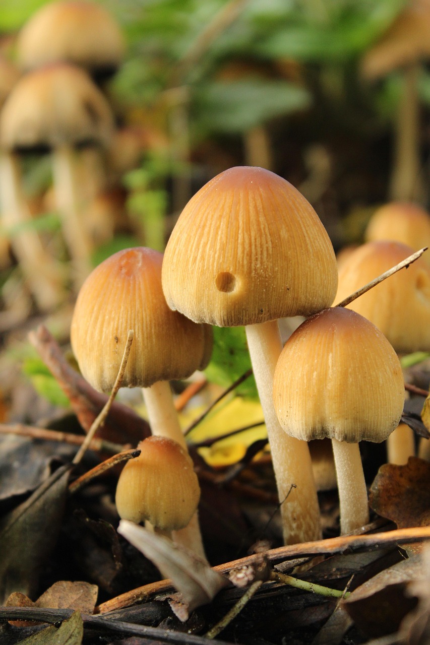 Cogumelo Natureza Parque - Foto gratuita no Pixabay - Pixabay