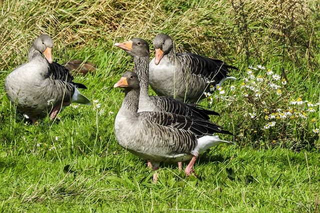 Greylag Goose Water Bird - Free photo on Pixabay