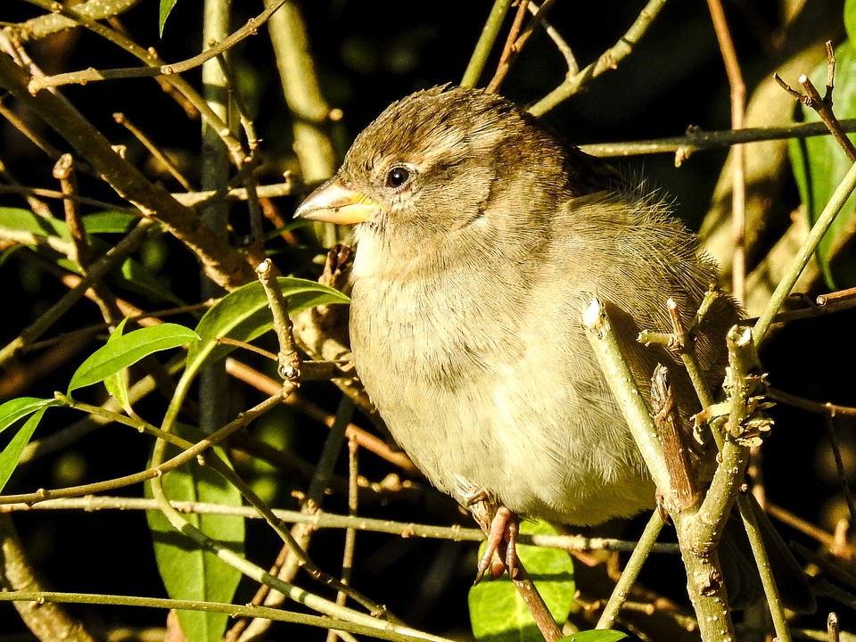 House Sparrow Sperling Bird - Free photo on Pixabay