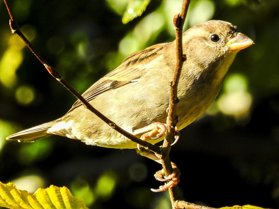 House Sparrow Sperling Bird - Free photo on Pixabay - Pixabay