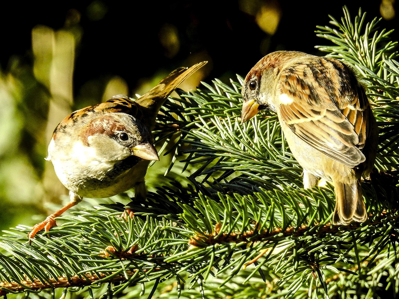 500+ Free House Sparrow & Nature Images - Pixabay