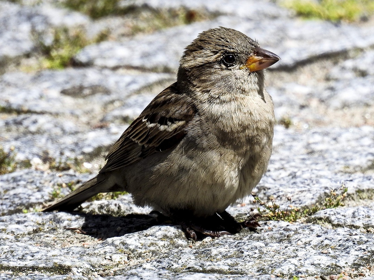 House Sparrow Sperling Bird - Free photo on Pixabay - Pixabay