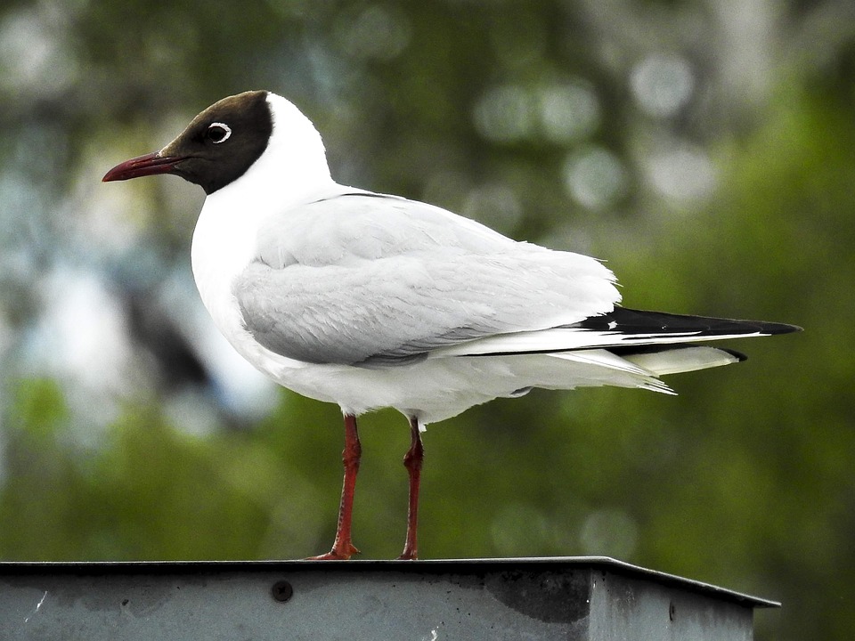 Black-Headed Gull Bird - Free photo on Pixabay - Pixabay