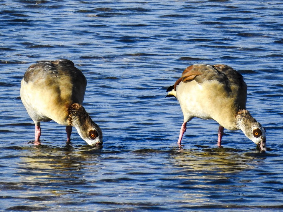 Nilgans Gans Wasservogel - Kostenloses Foto auf Pixabay