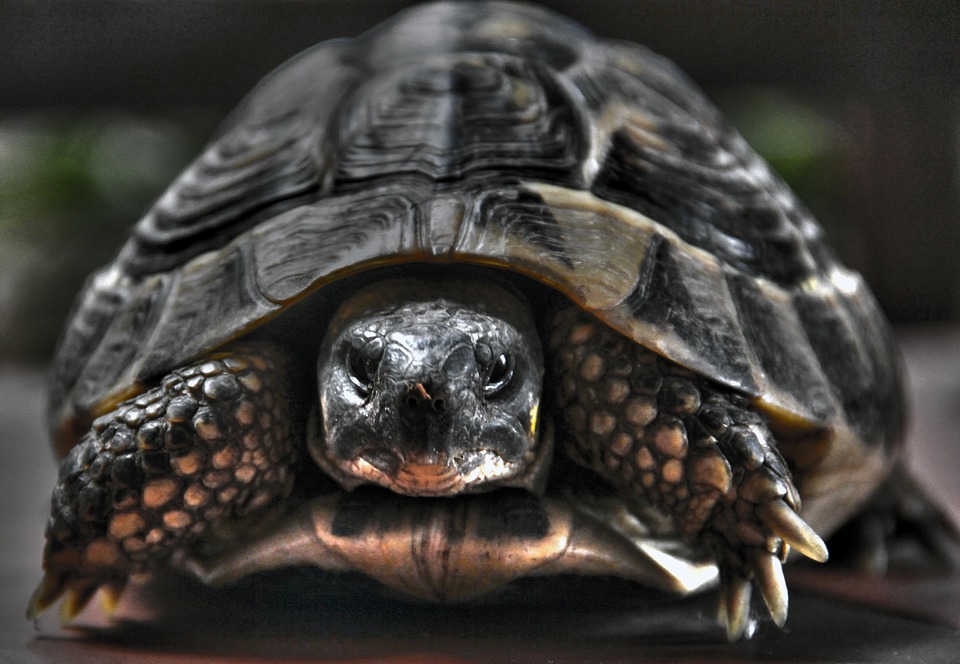 Turtle Nature Reptile - Free photo on Pixabay
