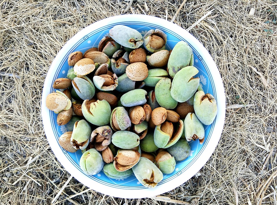 아몬드 Almendrucos 수확하다 - Pixabay의 무료 사진 - Pixabay