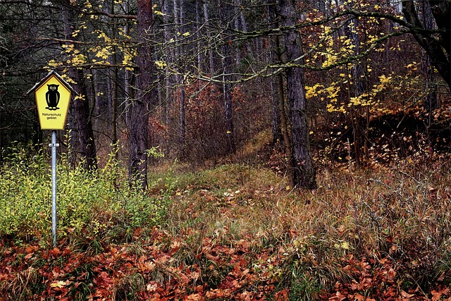 Bosque Naturaleza Reserva - Foto gratis en Pixabay - Pixabay