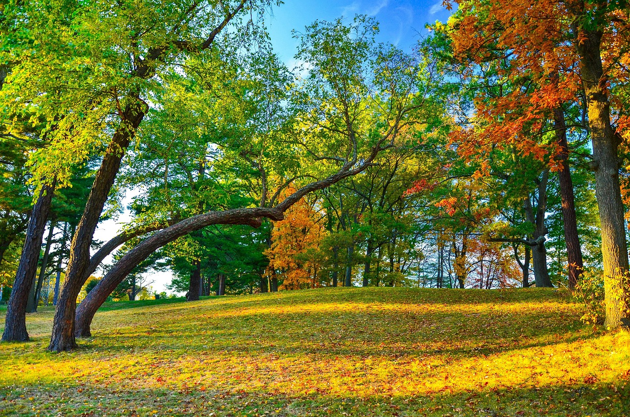 Forest At - Free photo on Pixabay - Pixabay