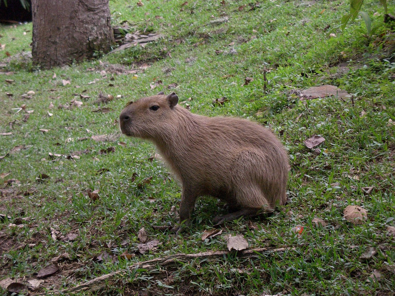 Meer dan 100 gratis afbeeldingen van Capybara en Capibara - Pixabay