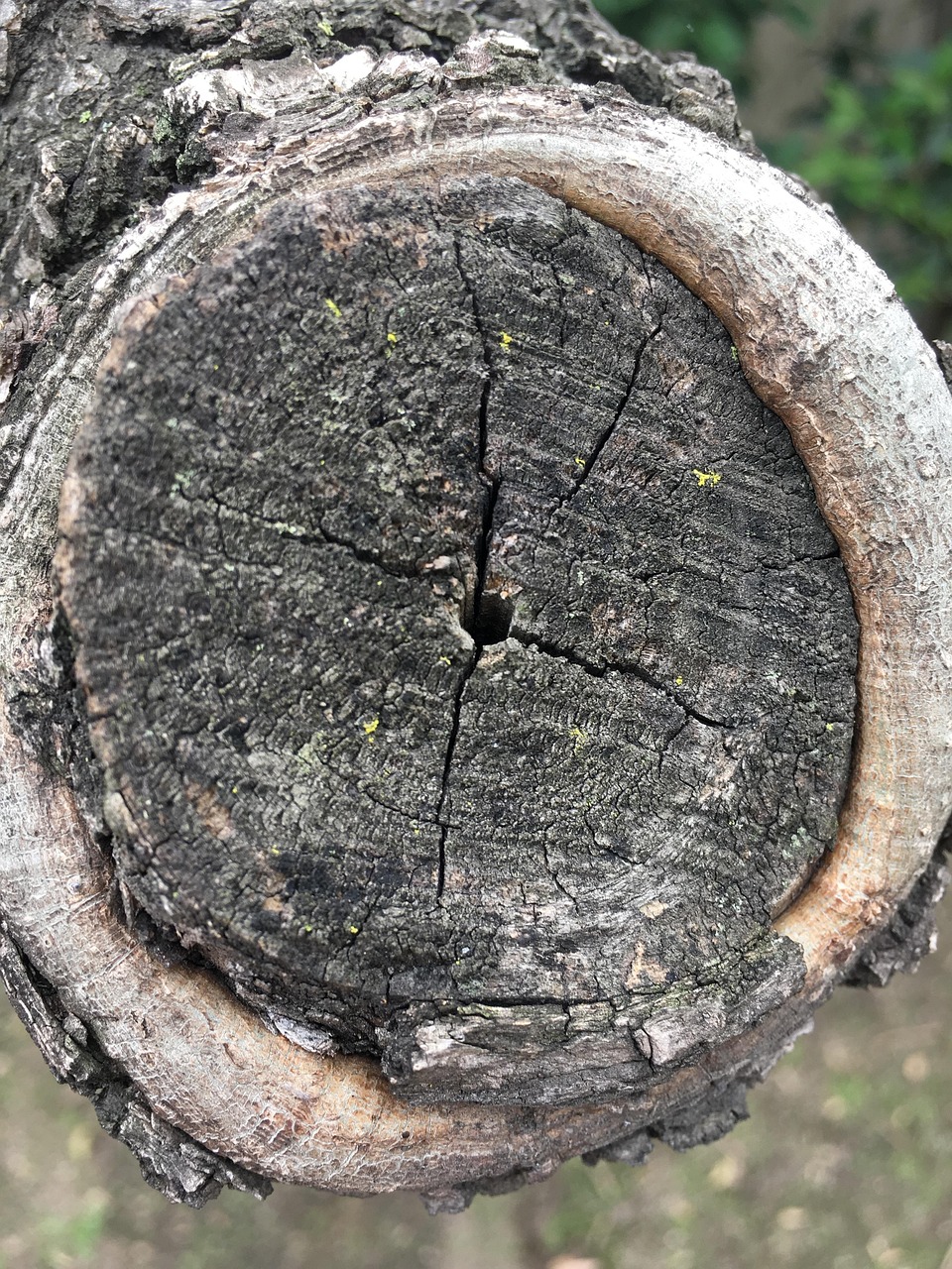 Arbre Cortex Tronc - Photo gratuite sur Pixabay