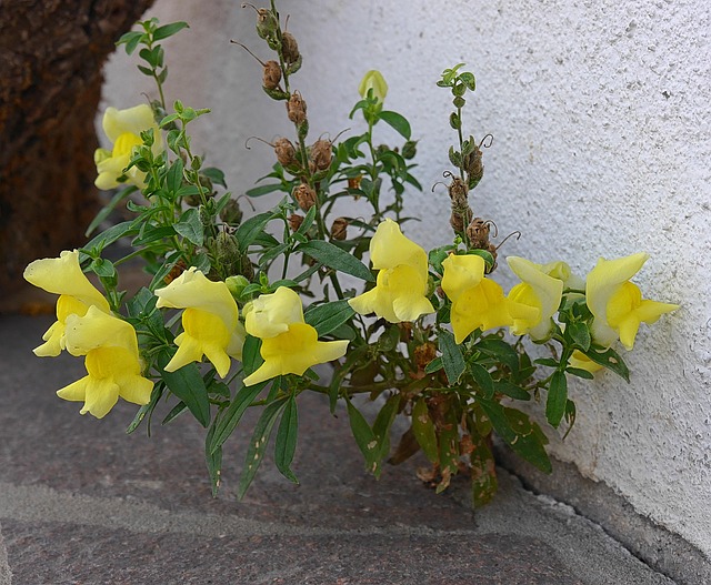 Snapdragon Flor Jardim - Foto gratuita no Pixabay - Pixabay