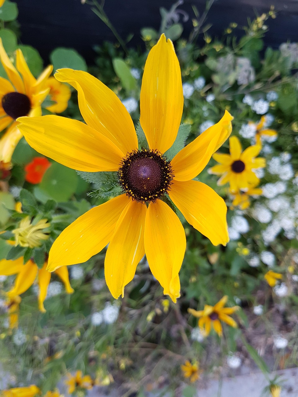 Gelbe Blume Draussen Gelb - Kostenloses Foto auf Pixabay