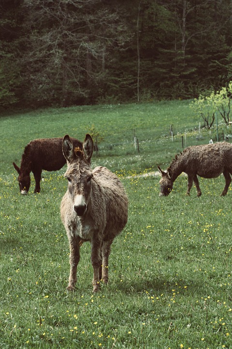 Donkey Farm - Free photo on Pixabay