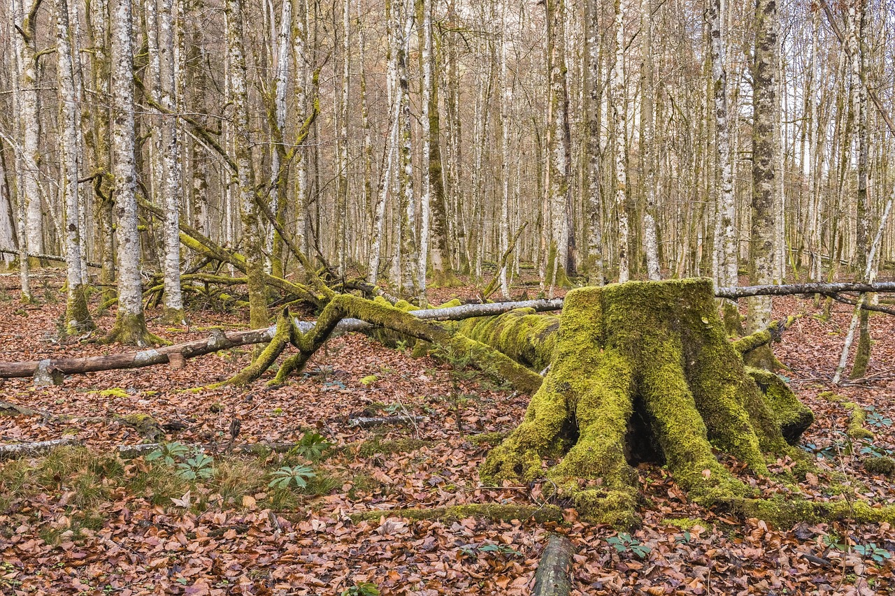 Bosque Árbol Tronco De Arbol - Foto gratis en Pixabay - Pixabay