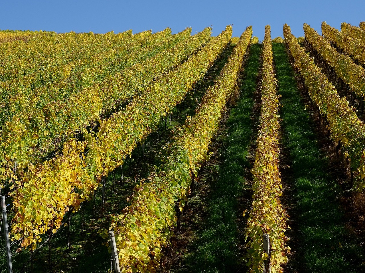 Vineyard Grapevines Wine Growing - Free photo on Pixabay