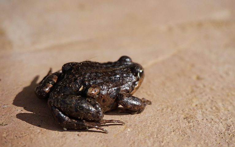 90+ Free Anfibo & Amphibious Images - Pixabay