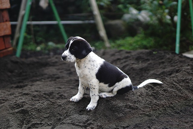 Cachorro Beagle Filhote De - Foto gratuita no Pixabay - Pixabay